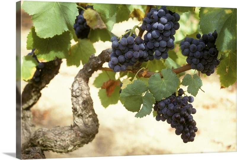 Merlot Grapes | Great Big Canvas