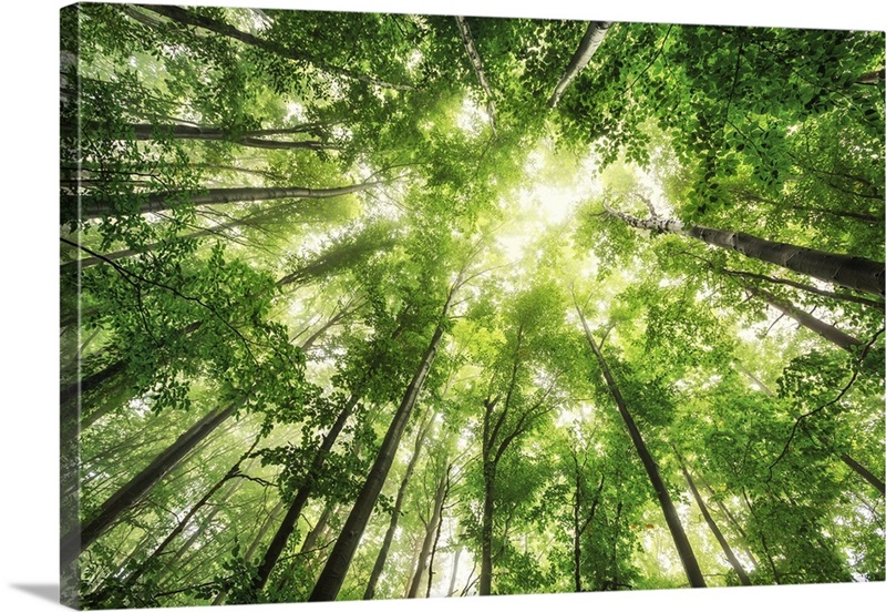 Misty Spring Forest In The Morning | Great Big Canvas