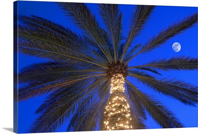 Moonrise near lit-up palm tree. | Great Big Canvas