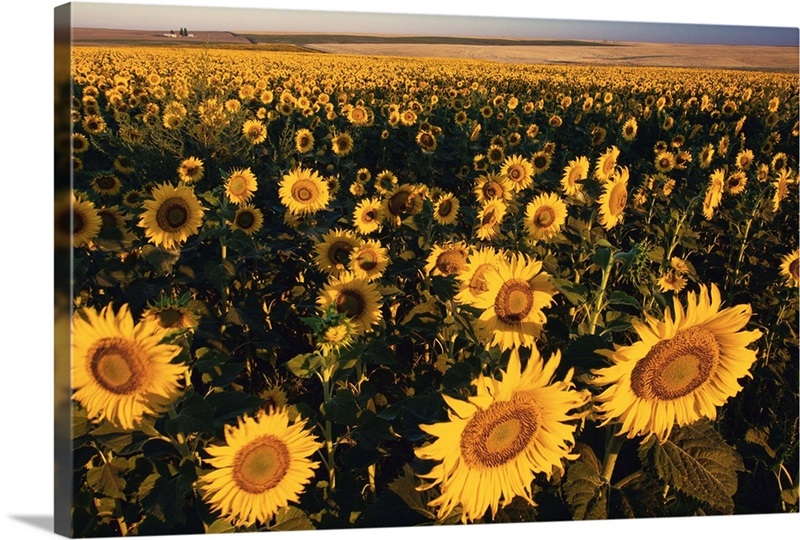 Morning Light On A Sunflower Field | Great Big Canvas