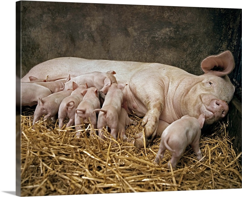Mother pig with piglets | Great Big Canvas