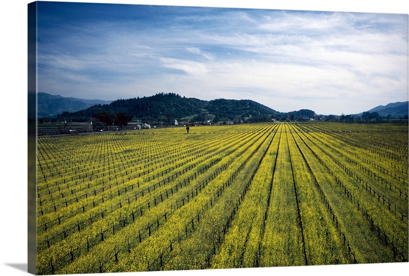 Mustard seed field, Napa Valley, California | Great Big Canvas