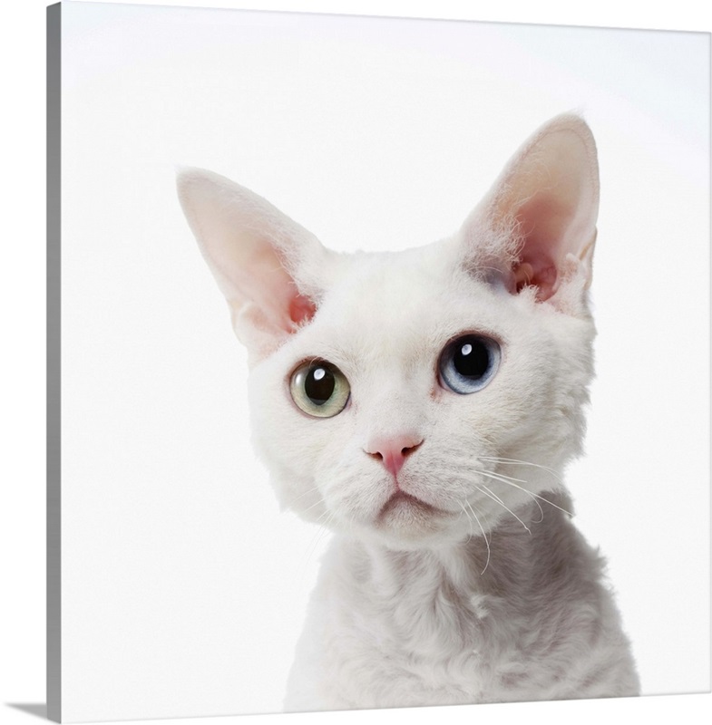 Odd-eyed cat | Great Big Canvas