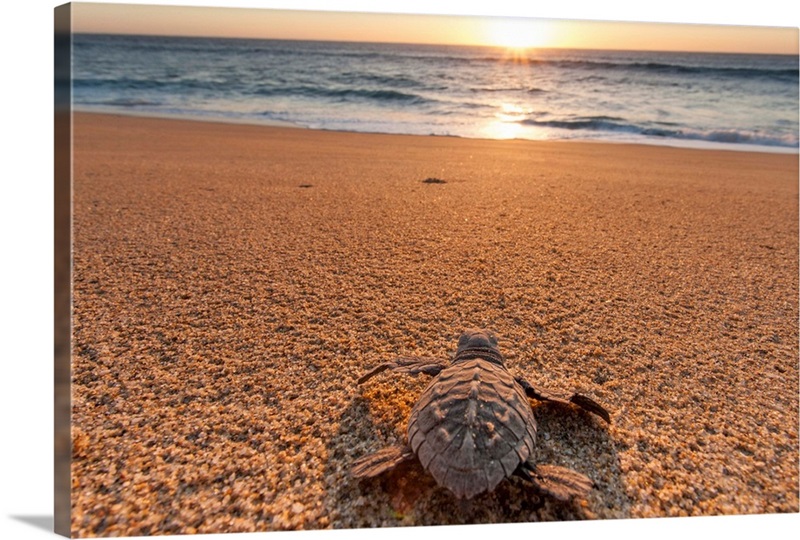 Olive Ridley Turtle Hatchling, Baja, Mexico | Great Big Canvas