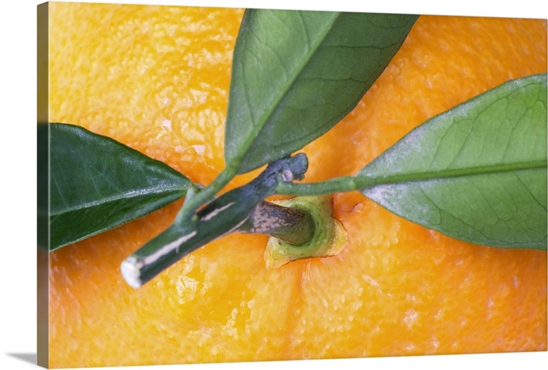 Orange with stalk and leaves | Great Big Canvas
