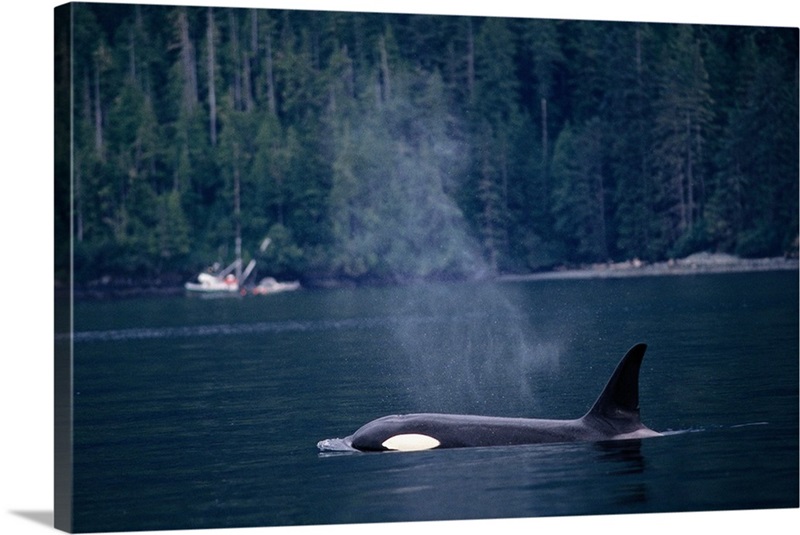 Orca in Johnstone Strait | Great Big Canvas