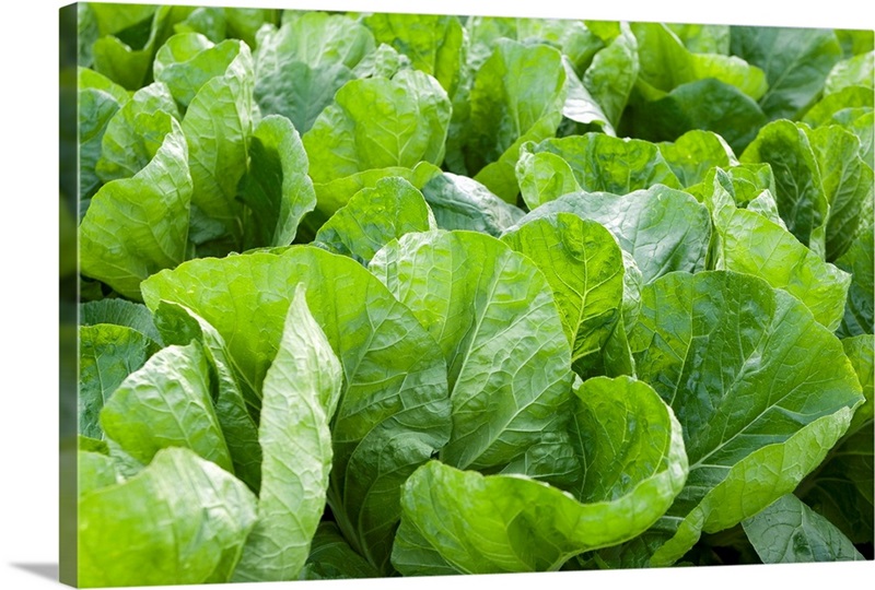 Organic lettuce farm, Aichi Prefecture, Japan | Great Big Canvas