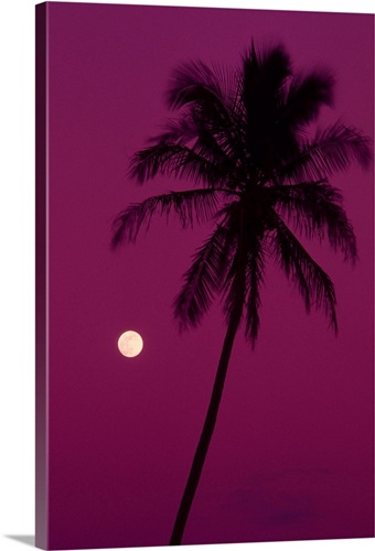 Palm tree with moon in a bright pink sky. | Great Big Canvas