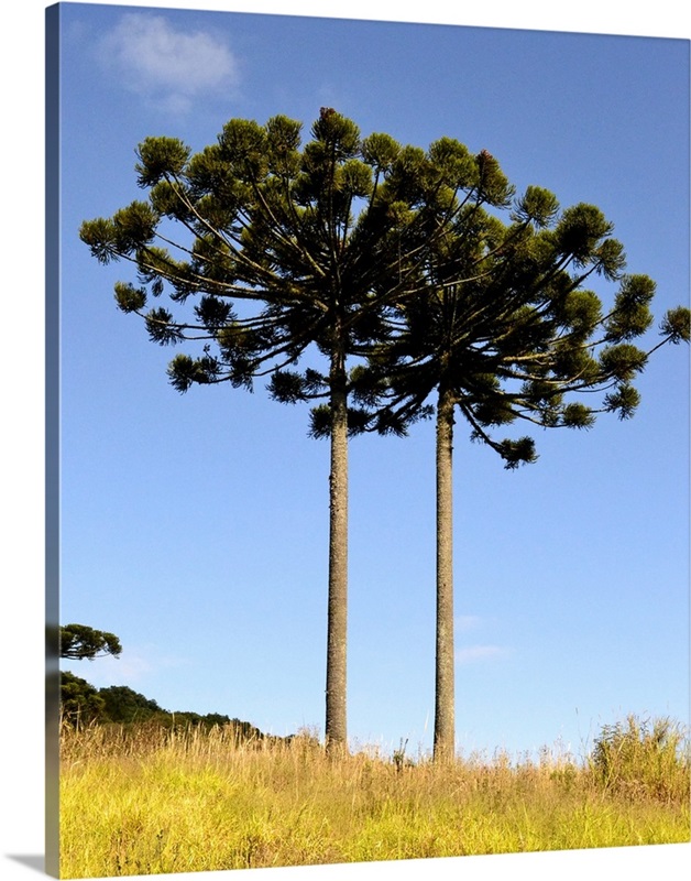 Parana pine trees | Great Big Canvas