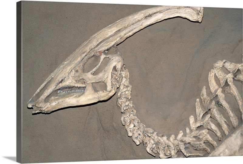 Parasaurolophus Dinosaur Fossil | Great Big Canvas