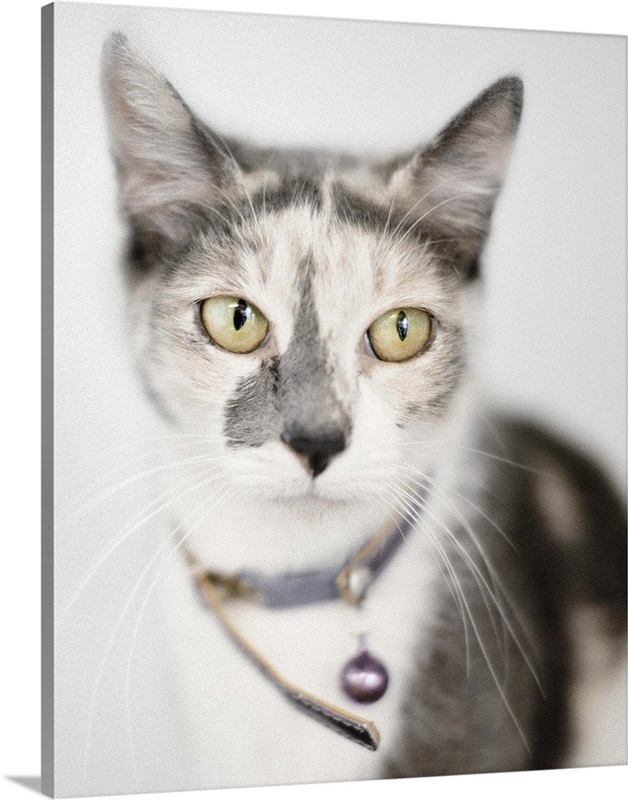 Pastel Calico cat with large yellow eyes sits in a cage at the Ellis ...