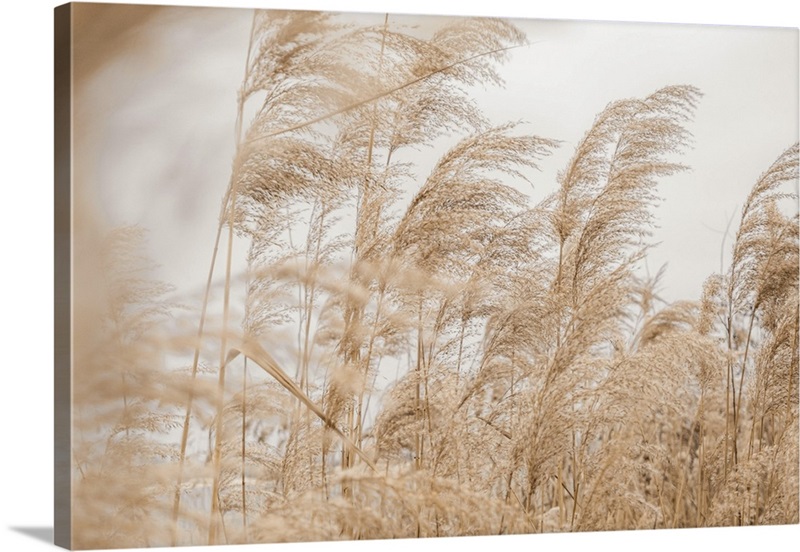 Pastel Pampas Grass | Great Big Canvas