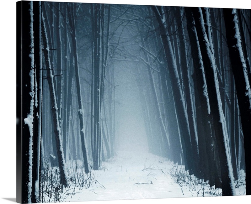 Path leading into mysterious forest in snow and fog. | Great Big Canvas
