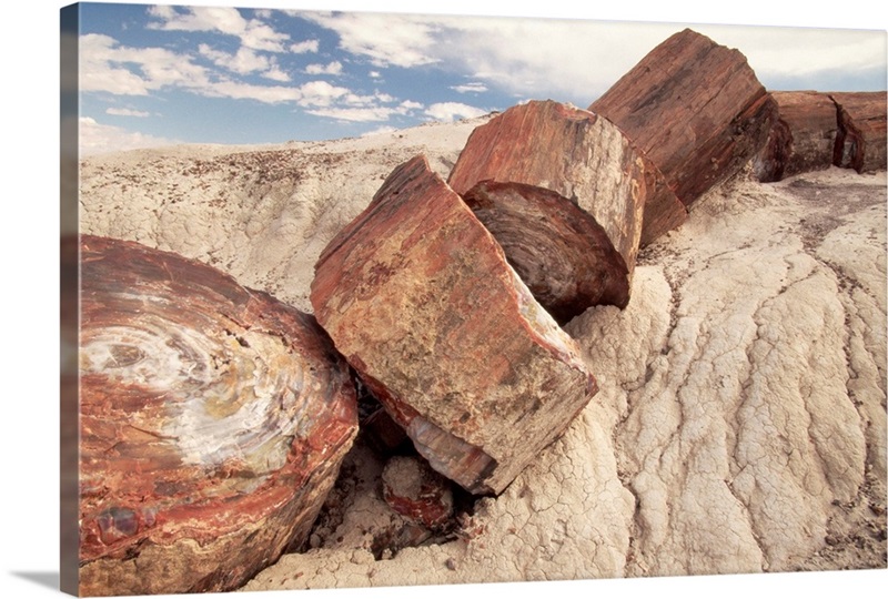 Petrified Logs | Great Big Canvas