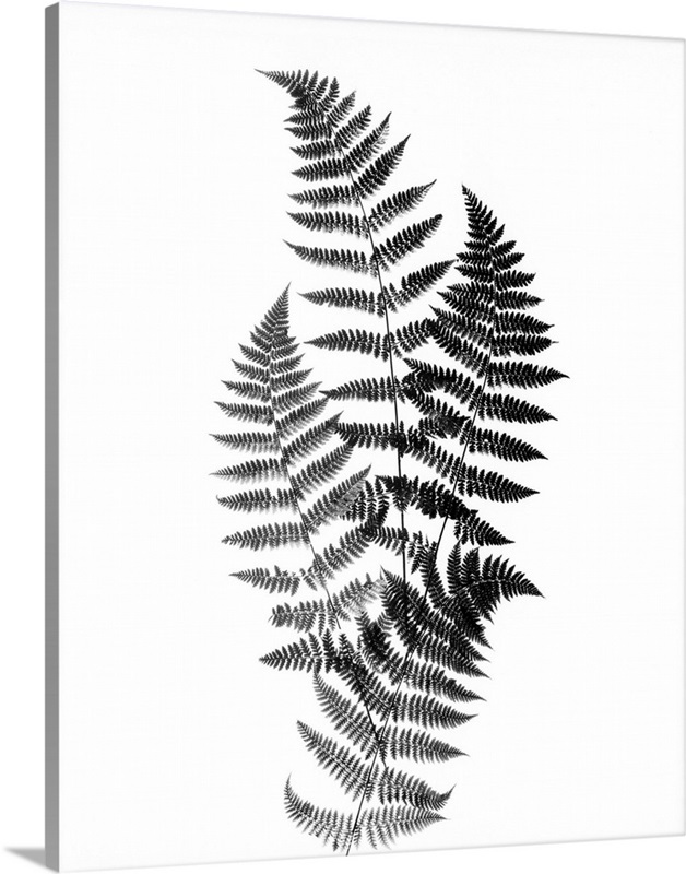 Photographic Study Of Fern Leaves | Great Big Canvas