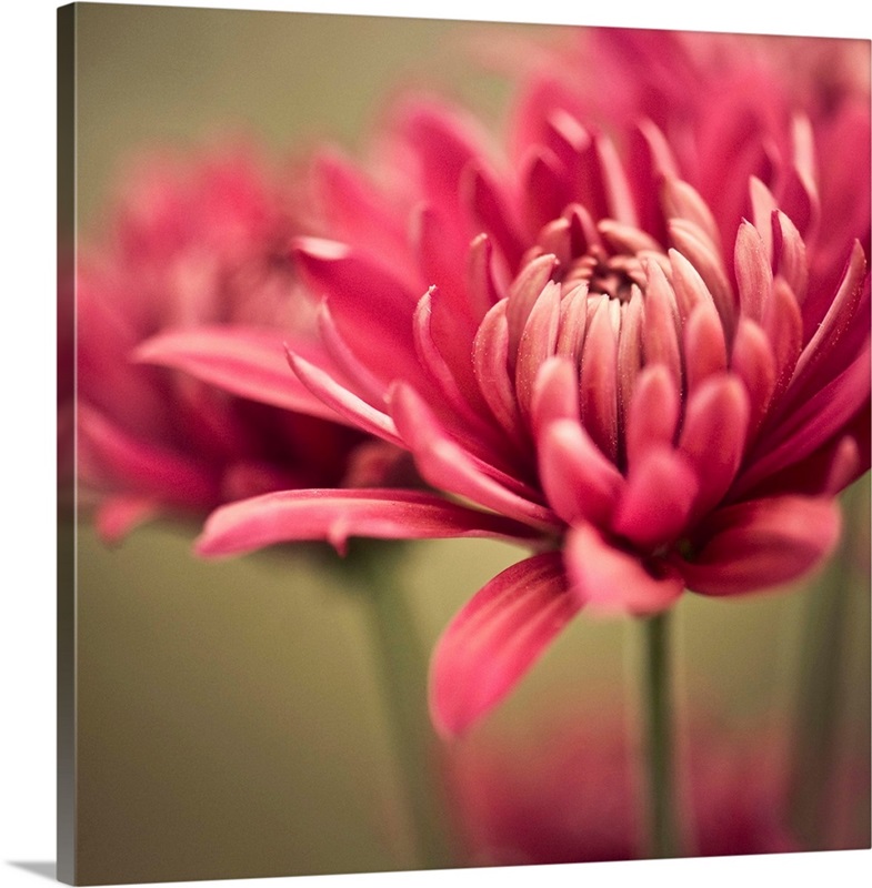 Pink mum flowers. | Great Big Canvas