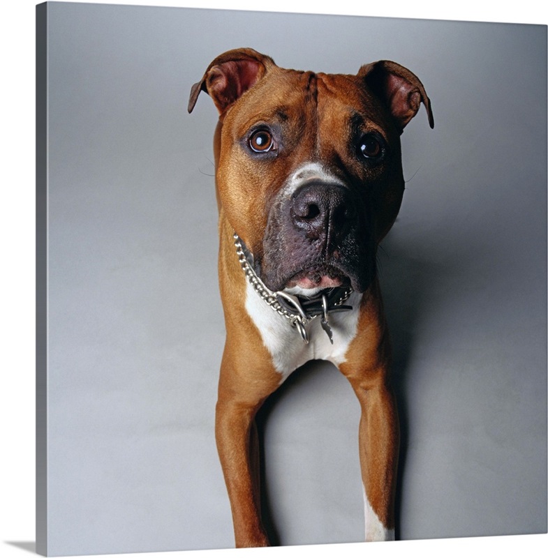 Pit Bull Terrier Lying Down | Great Big Canvas