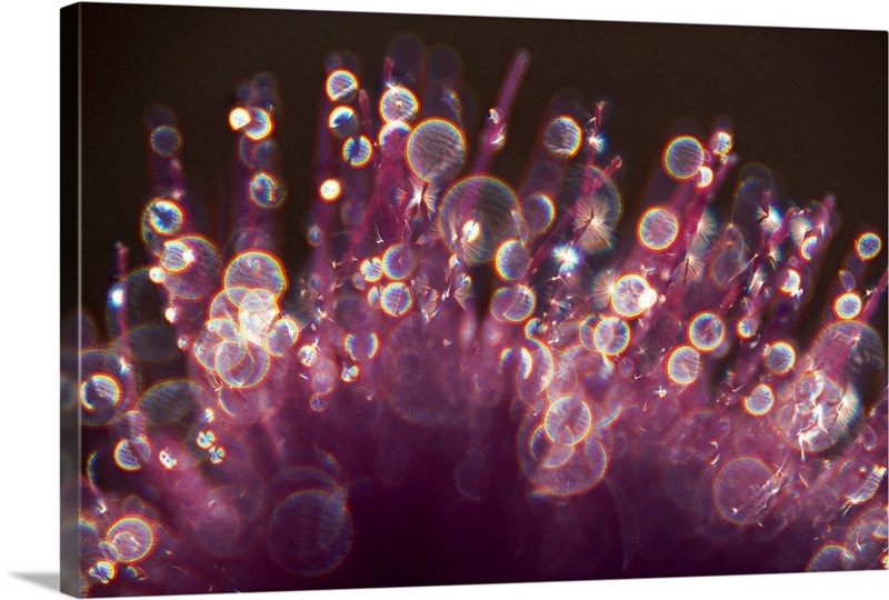 Plant with dew | Great Big Canvas