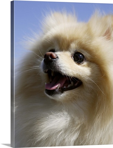 Pomeranian (brown) | Great Big Canvas