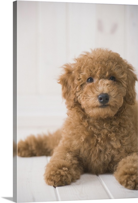 Poodle Lying Down | Great Big Canvas