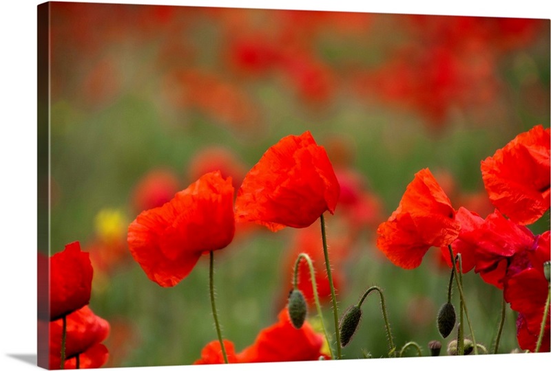 Poppies in field next to railway line near Hitchin. | Great Big Canvas