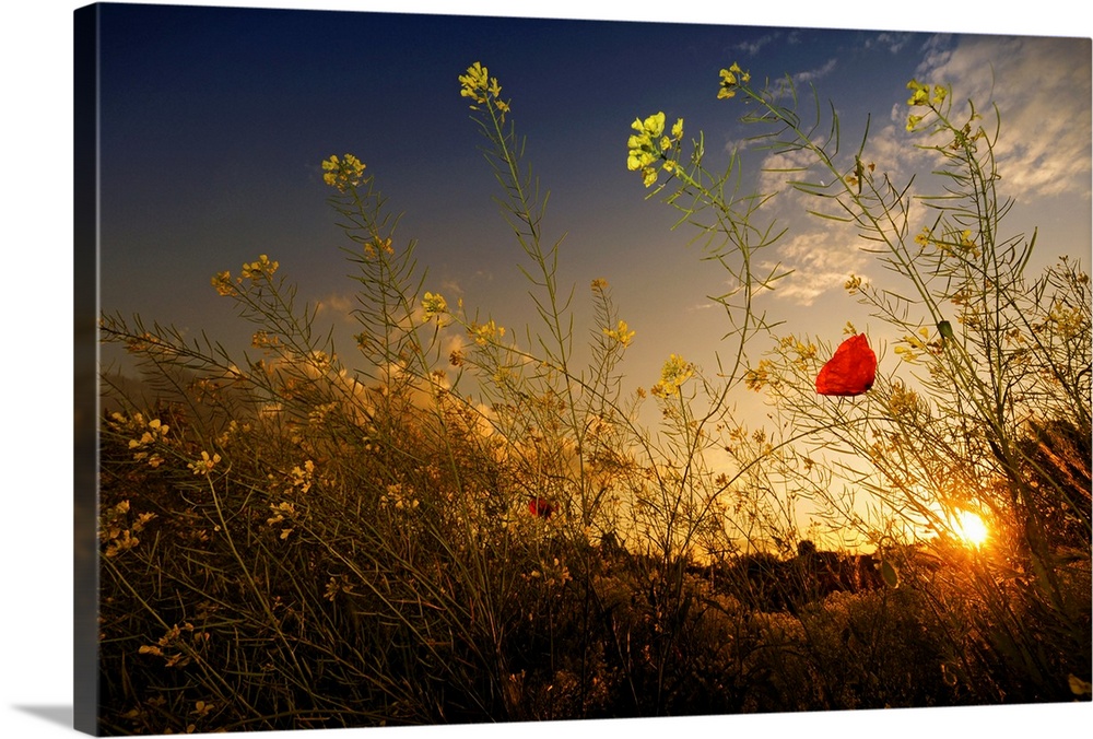 Canvas Photo Printing | GreatBigCanvas.com | Great Big Canvas