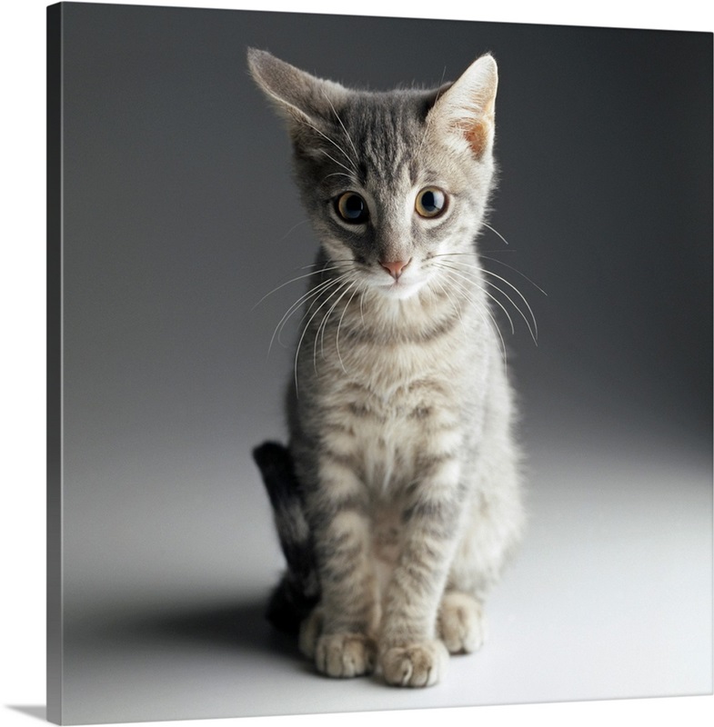 Portrait of a Blue Tabby Kitten | Great Big Canvas