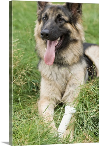 Portrait of alsatian dog | Great Big Canvas