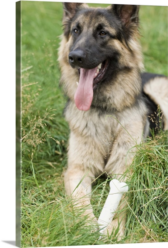 Portrait of alsatian dog | Great Big Canvas