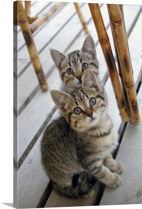 Portrait of two kittens | Great Big Canvas