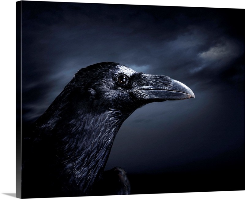 Profile Of A Crow | Great Big Canvas