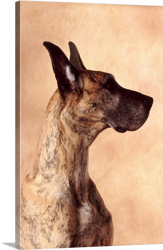 Profile Of A Great Dane | Great Big Canvas