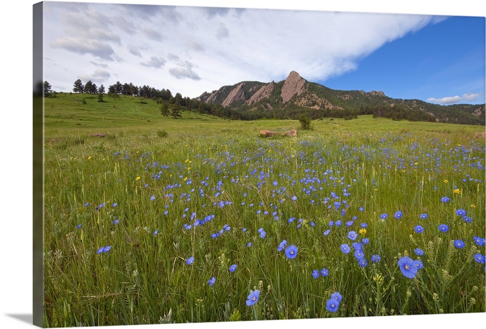 Purple wildflowers in Boulder, Colorado with mountains in background ...