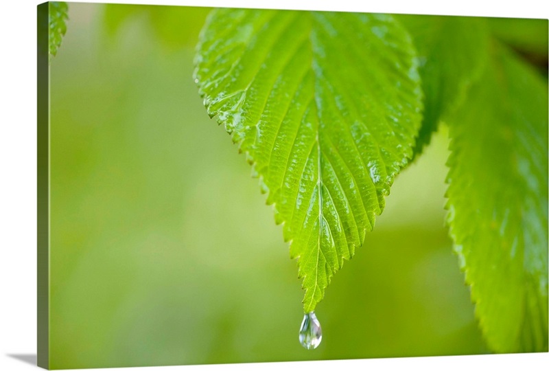 Rain Drop On A Leaf | Great Big Canvas