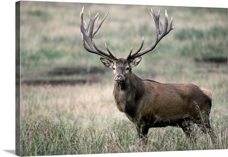 Red Deer | Great Big Canvas