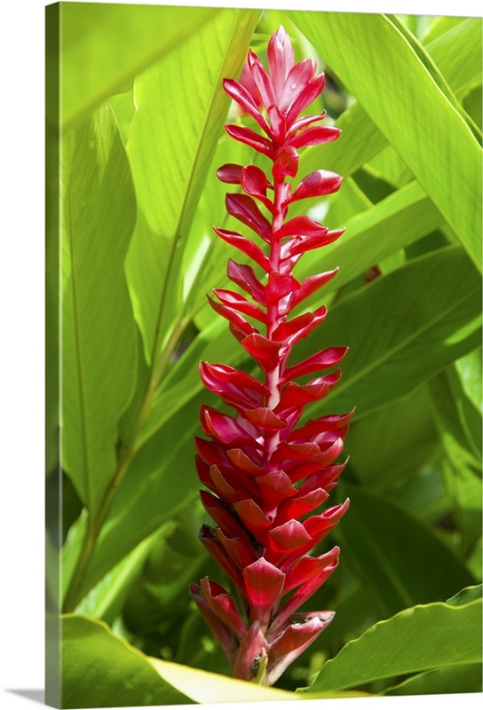 Red ginger at the Jardin du Roi spice garden near Anse Royale | Great ...