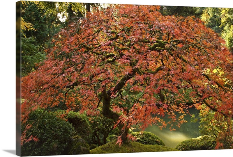 Red maple | Great Big Canvas