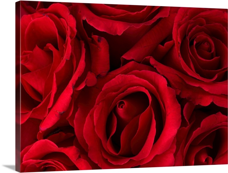 Red roses | Great Big Canvas