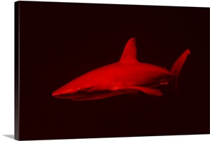 Red shark in dark water Wall Art, Canvas Prints, Framed Prints, Wall ...
