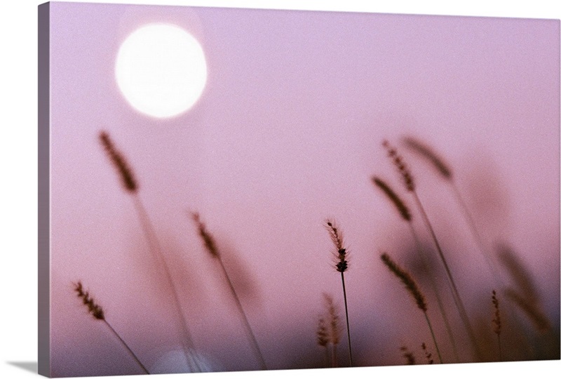 Reeds in glimmer of light. | Great Big Canvas