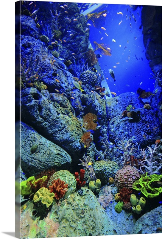 Reef Scene, Singapore | Great Big Canvas