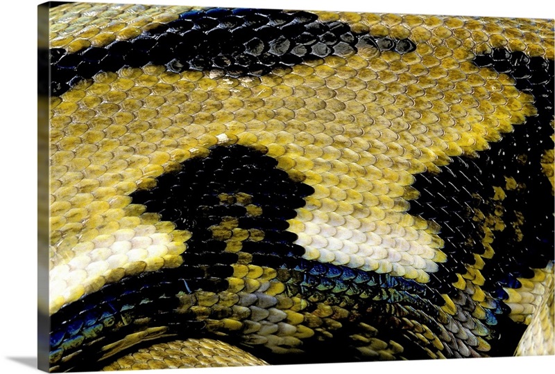 Reticulated Python (Python reticulatus f.tiger) | Great Big Canvas