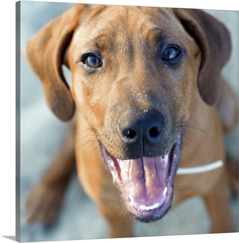 Rhodesian Ridgeback puppy | Great Big Canvas