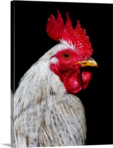 Rooster Wall Art, Canvas Prints, Framed Prints, Wall Peels | Great Big ...