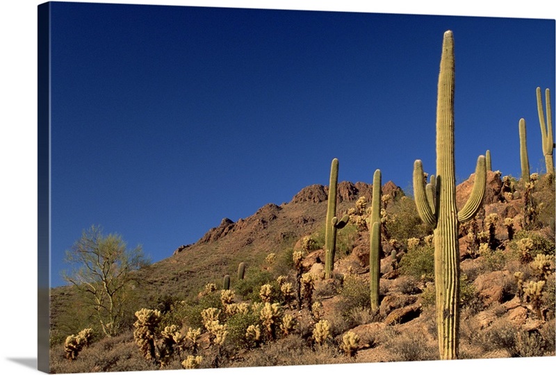 Saguaro cacti and Tucson Mountains, Tucson, Arizona | Great Big Canvas