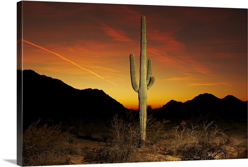 Saguaro cactus at sunset | Great Big Canvas