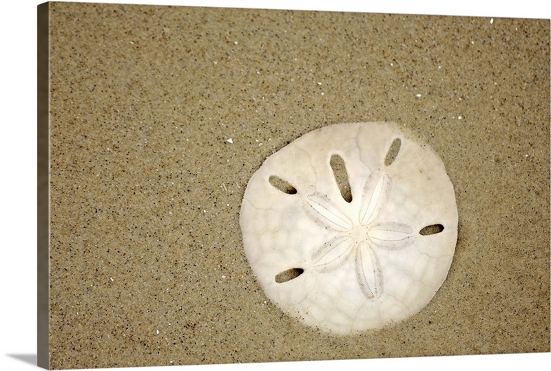 Sand dollar on the shore of Ilha Do Mel island, Parana, Brazil | Great ...