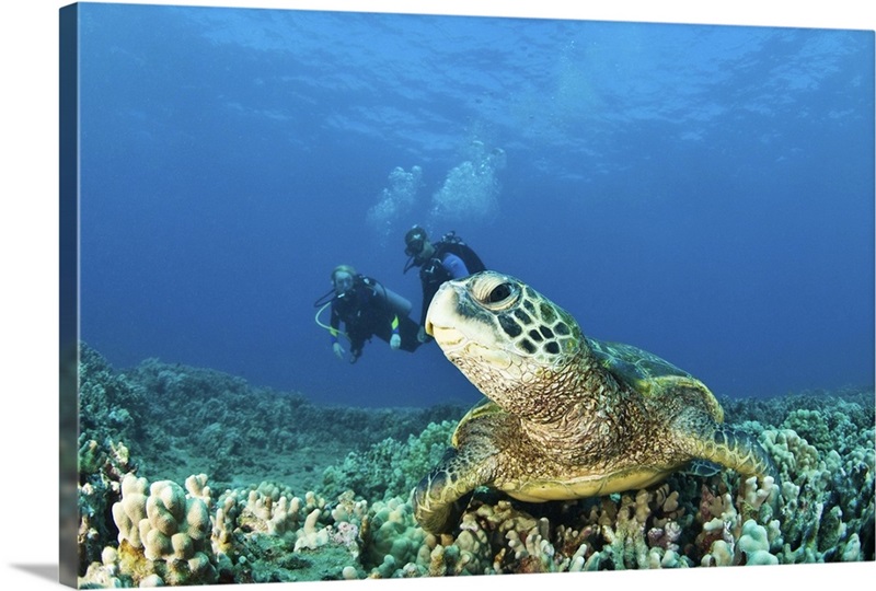 Scuba divers and a Green Sea Turtle | Great Big Canvas