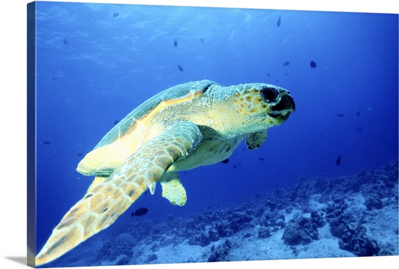 Sea Turtle, Great Barrier Reef, Australia | Great Big Canvas