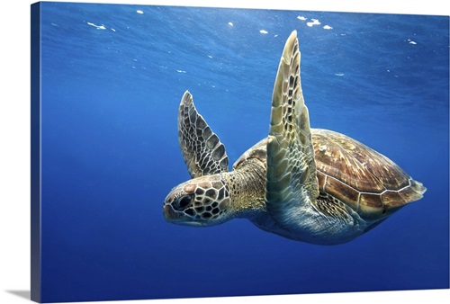 Sea Turtle, Similan Islands | Great Big Canvas